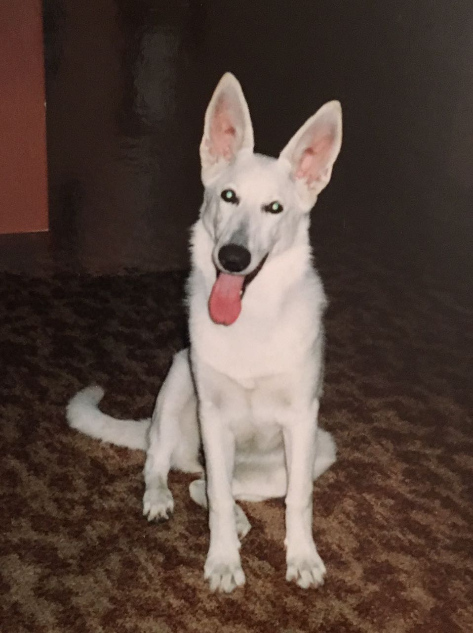 About Us - K9 Intervention